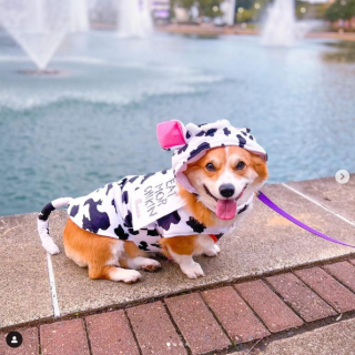 SHIBA VS CORGI? - Blind