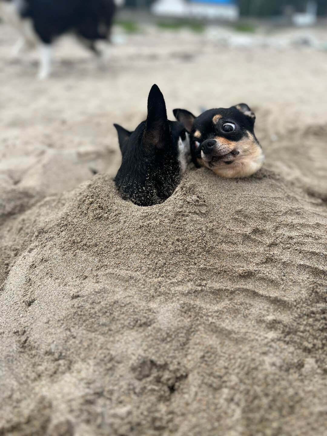 블라인드 | 반려동물: 브로콜리 맛있다