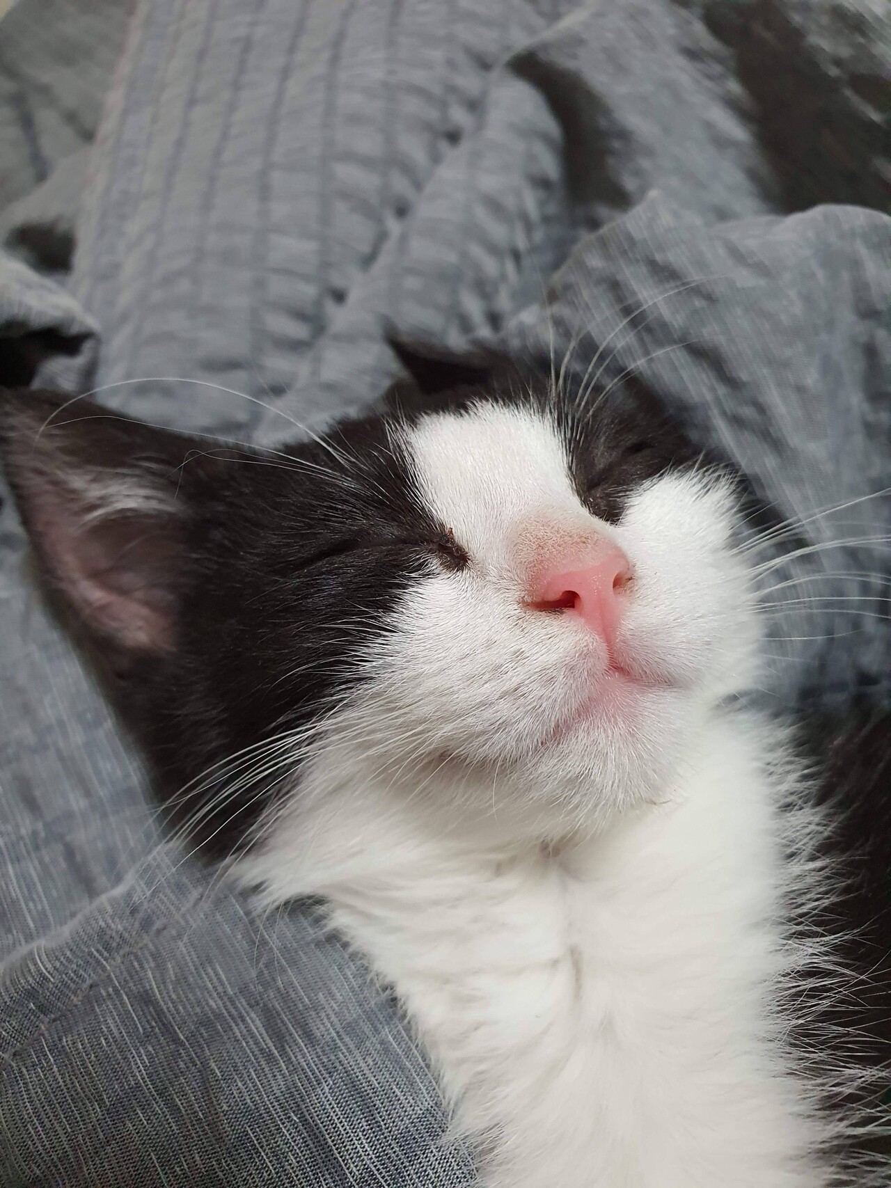 블라인드 | 블라블라: 귀여운거