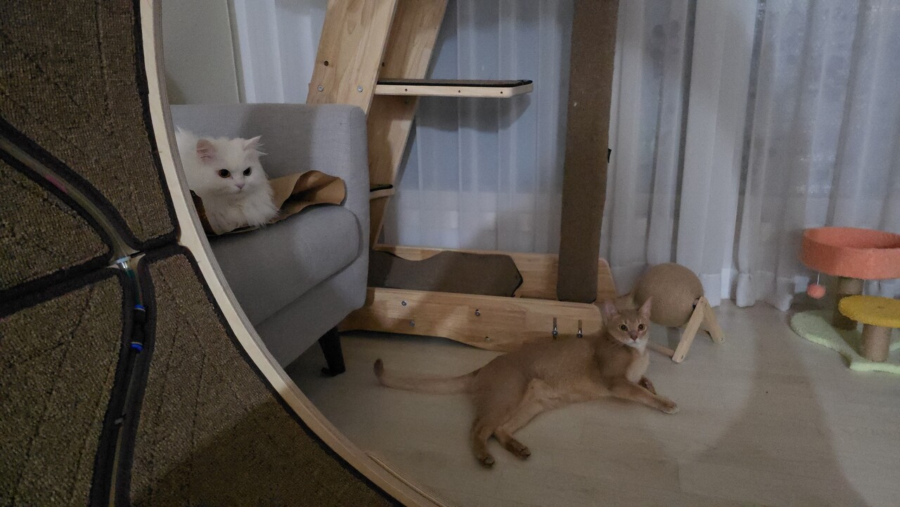 블라인드 | 반려동물: 고양이 fops 에 대해서요