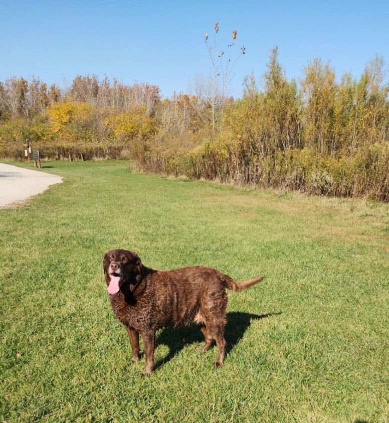 Fat choc lab retriever has been doing well | Pets - Blind