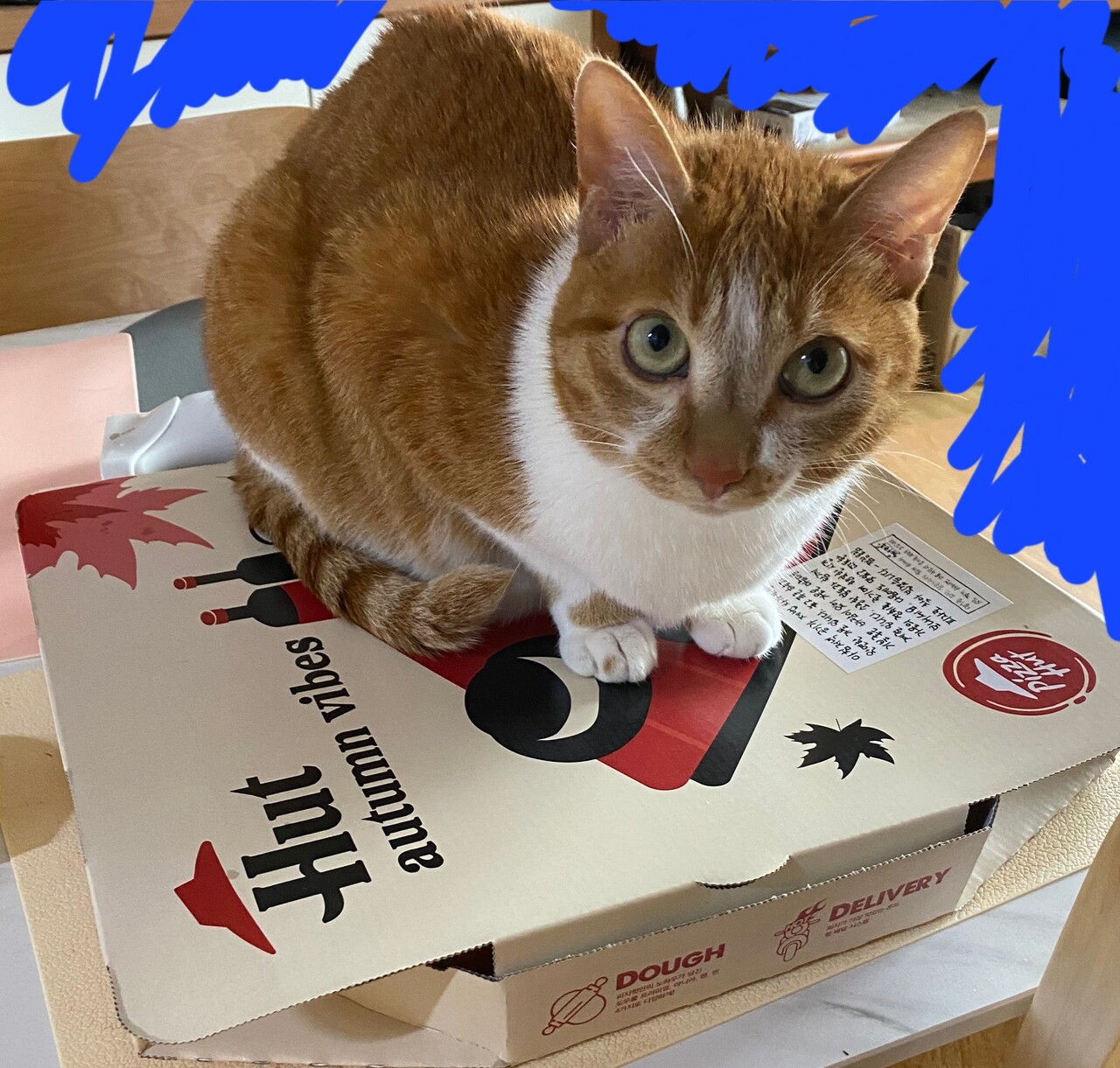 블라인드 | 반려동물: 고양이 키우고 싶다!