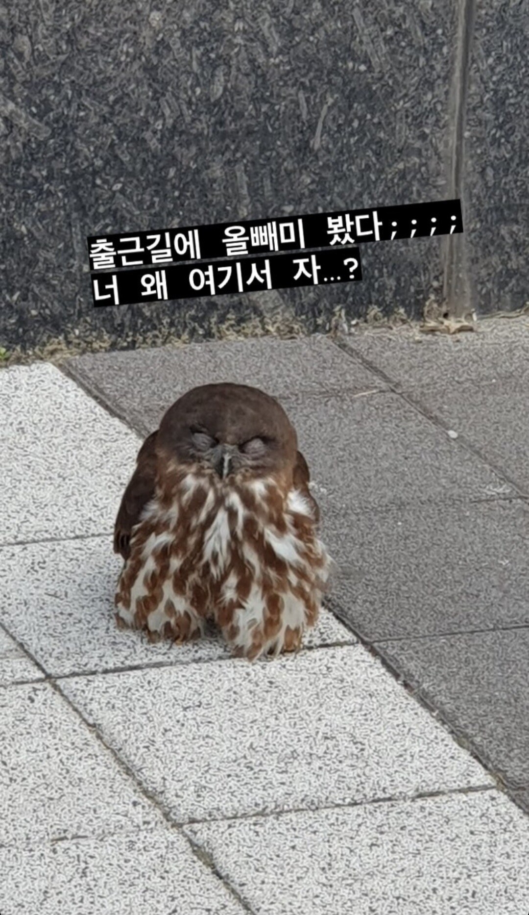 블라인드 | 블라블라: 우리 동네 자연친화적이야