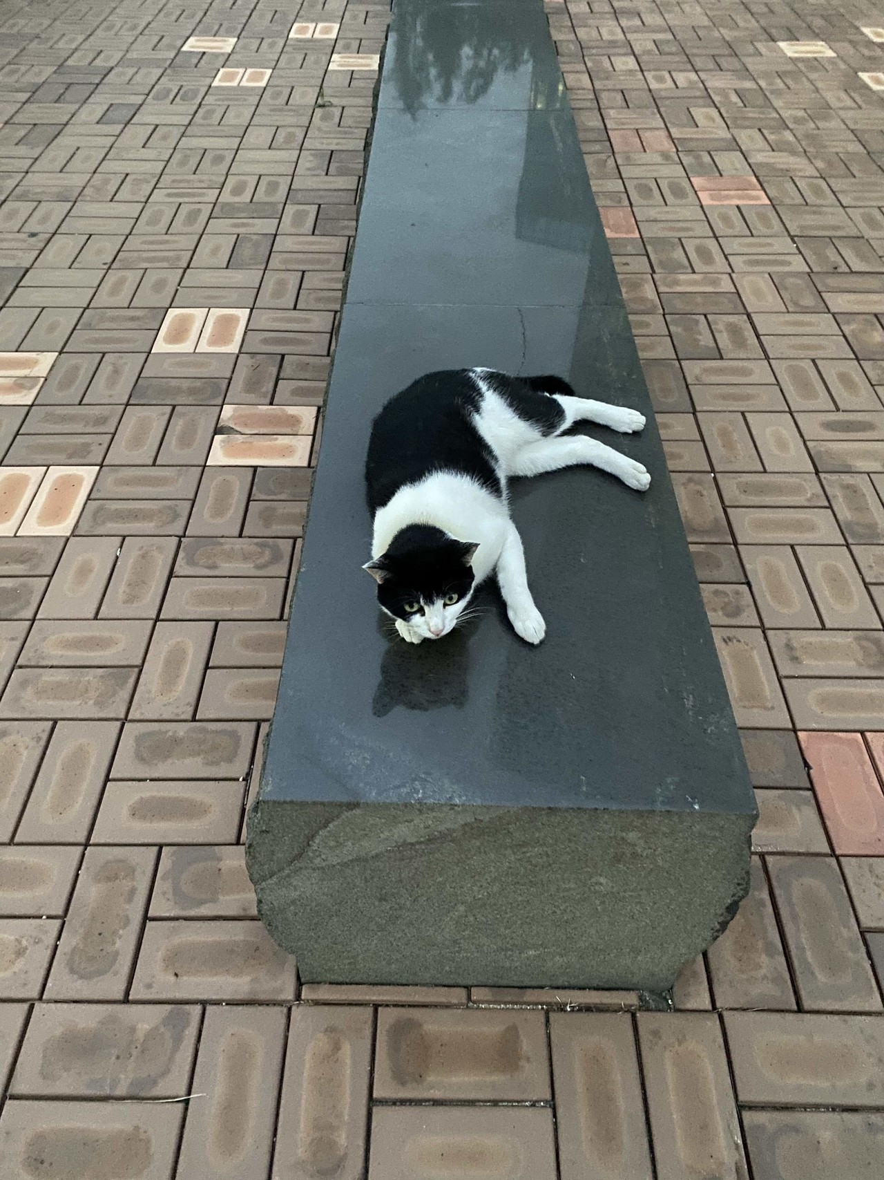 블라인드 | 블라블라: 회사앞에 냥이가...