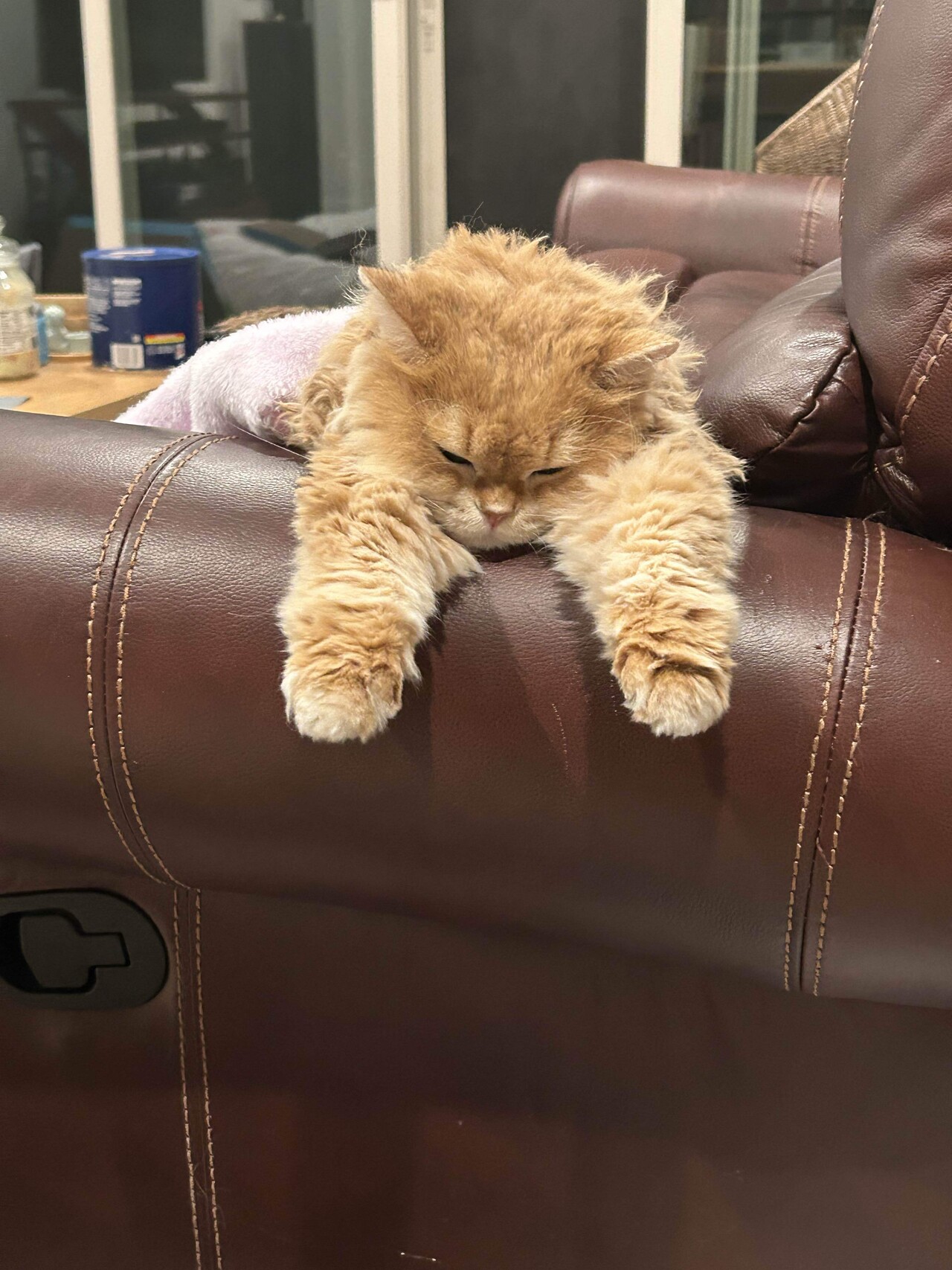 My Garfield cat doing robot arm stretch | Pets - Blind