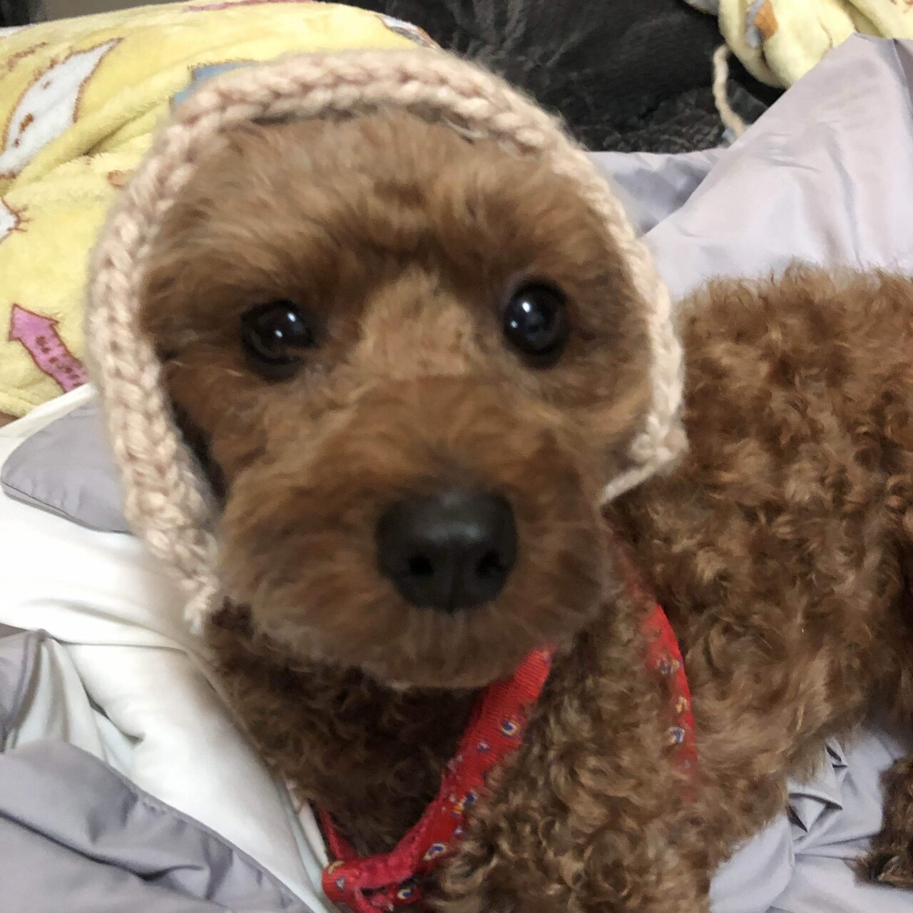 My baby | Pets - Blind