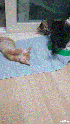 블라인드 | 블라블라: 고양이 키우고 싶다