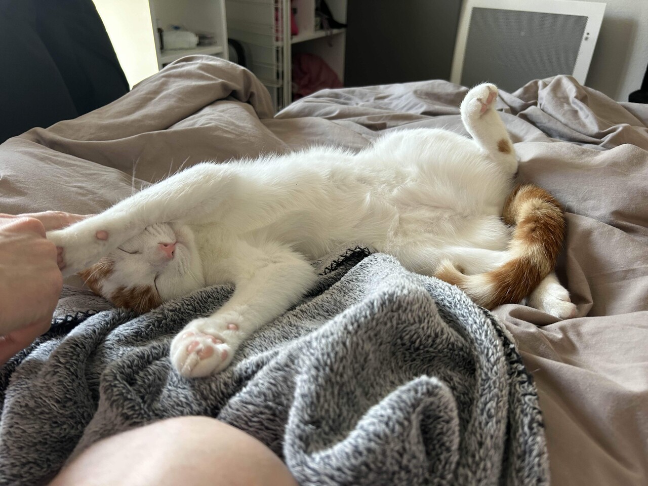 블라인드 | 반려동물: 내 고영이 칭찬하고 가줘