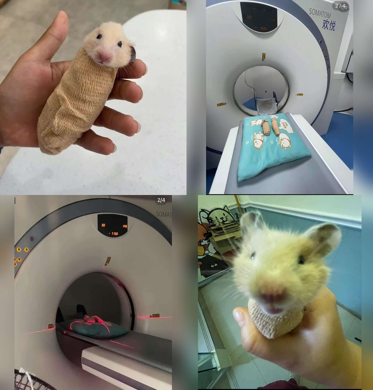 블라인드 | 블라블라: CT찍는 햄스터