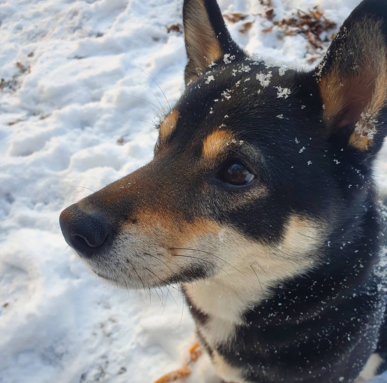블라인드 | 블라블라: 멈무와 함께한 겨울 ☃