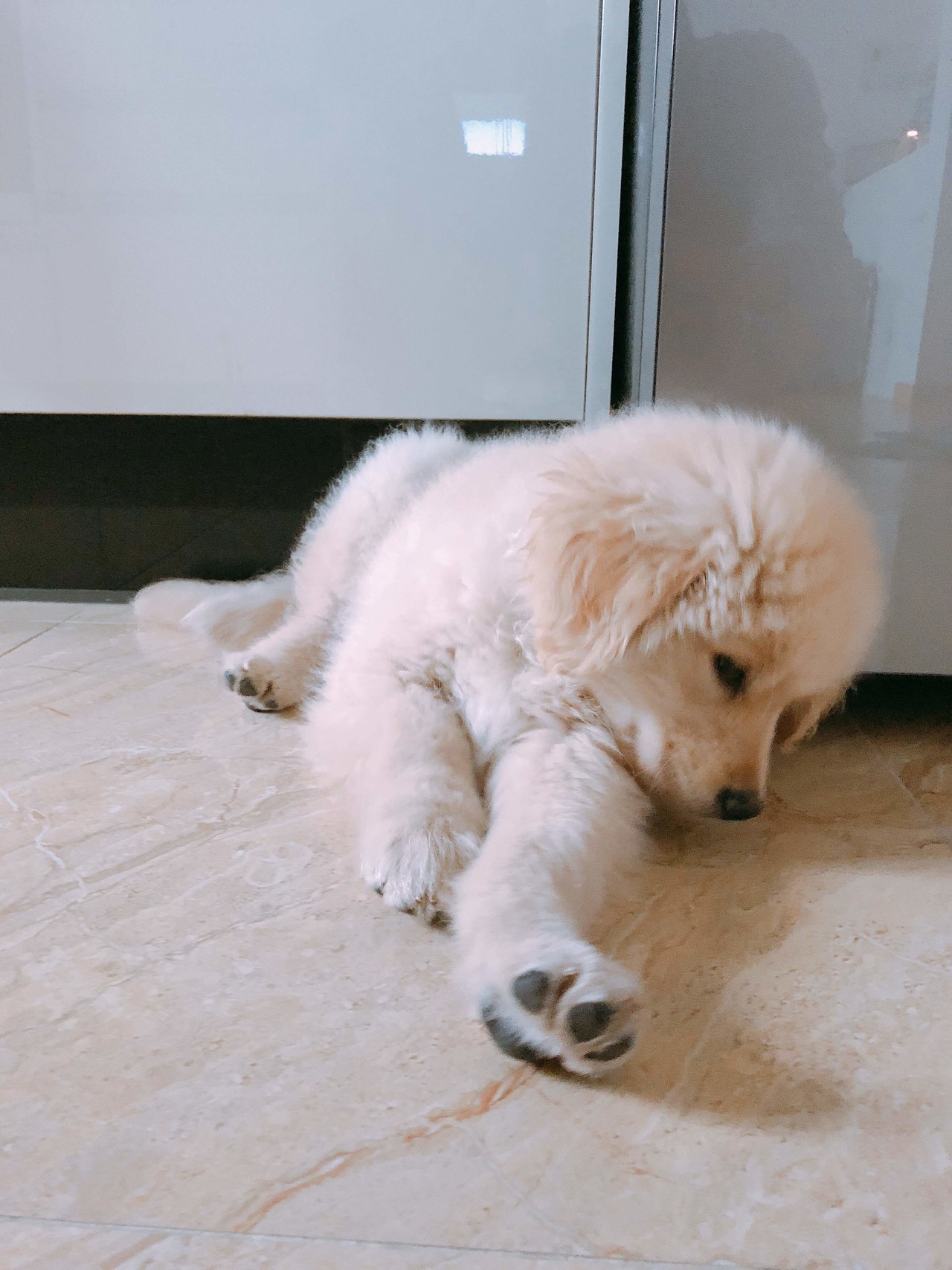 블라인드 | 반려동물: 바다💙 잠이 드는 과정