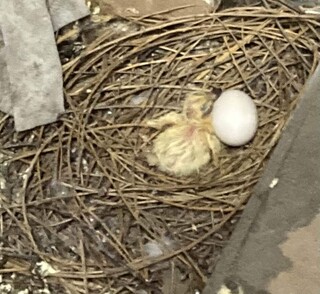 블라인드 | 블라블라: 형들 비둘기 둥지 본적있어?