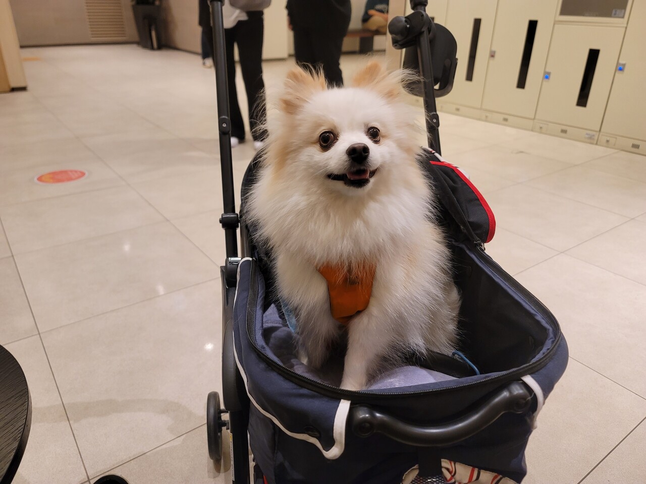 블라인드 | 블라블라: 강아지랑 백화점 왔다