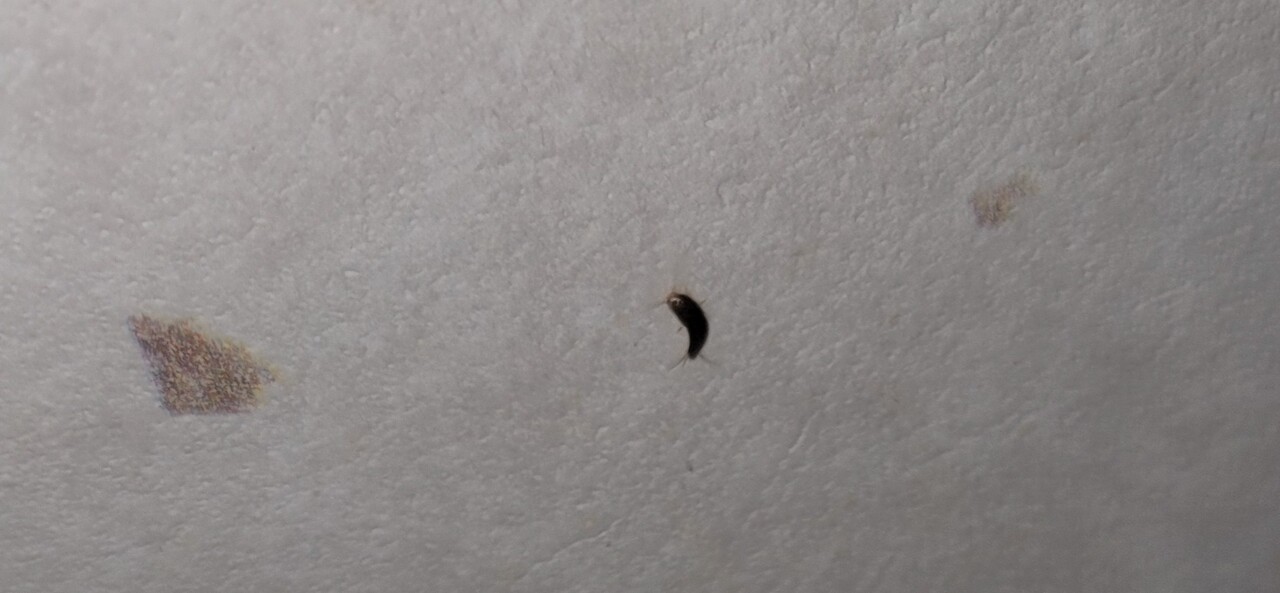 블라인드 | 블라블라: 이거 무슨 벌레일까요