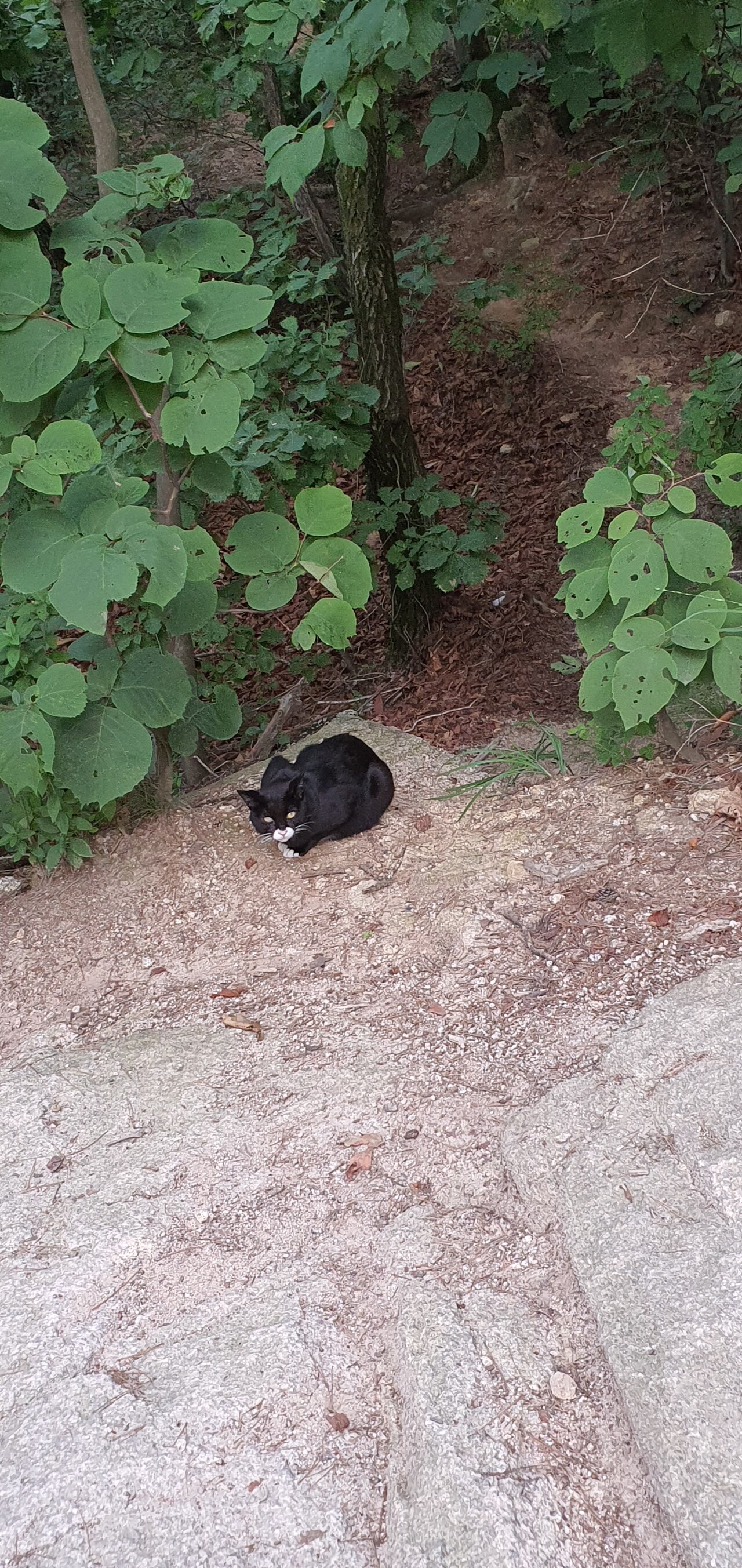 블라인드 | 블라블라: 등산중인데 냥이가 째려봄