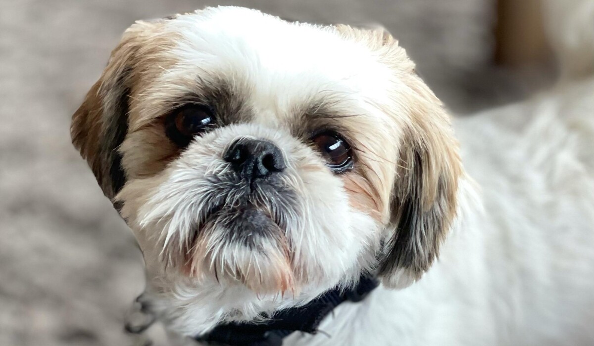 블라인드 | 반려동물: 시츄는 최고의 개인듯