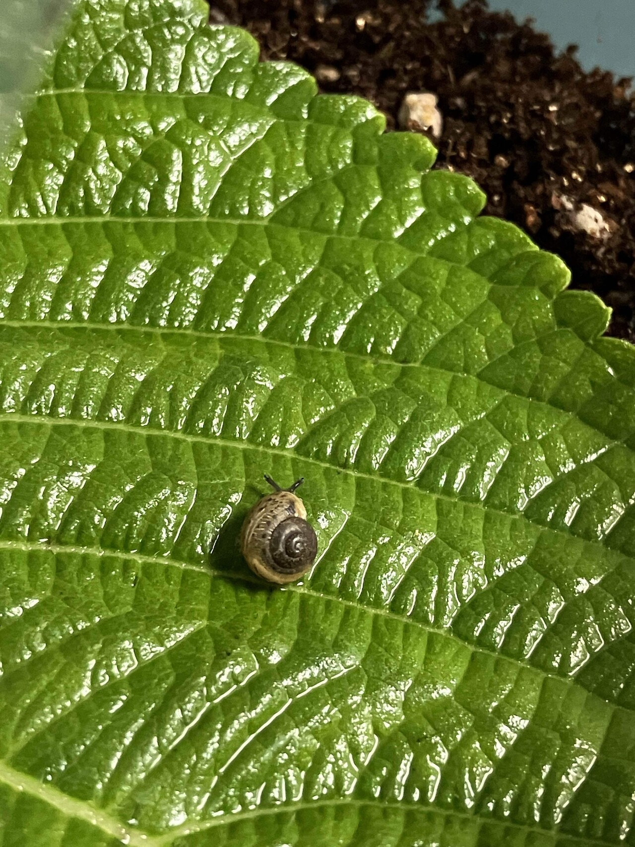 블라인드 | 직장인 취미생활: 엘리자베스