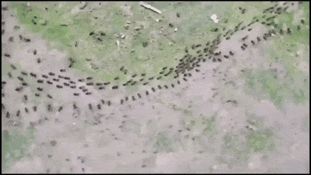 블라인드 | 블라블라: DMZ.gif