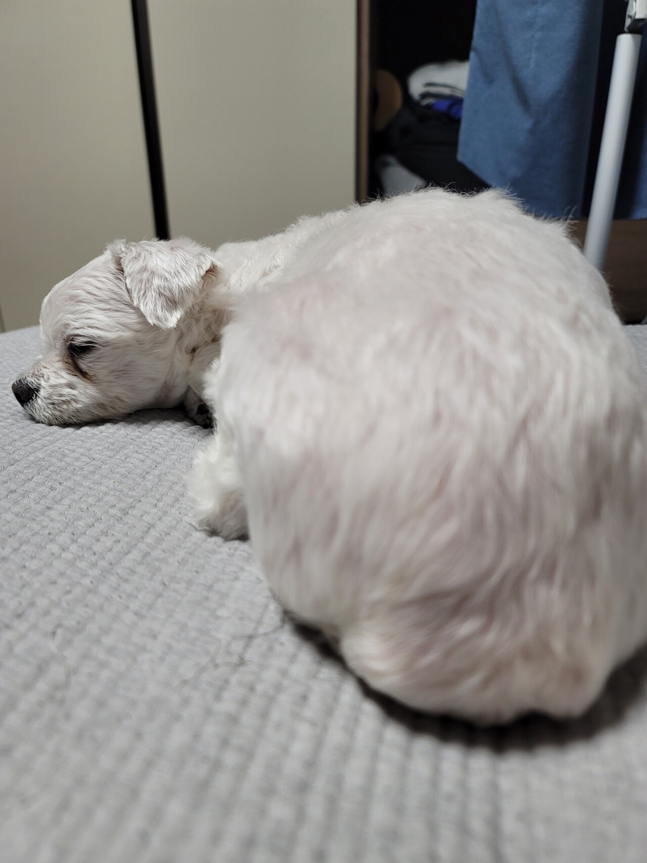 블라인드 | 블라블라: 엉덩이 볼 사람