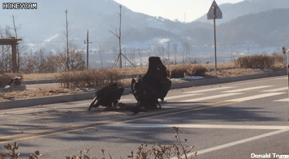 블라인드 | 블라블라: GOP/GP 군생활하면 볼 수 있는 새들.gif