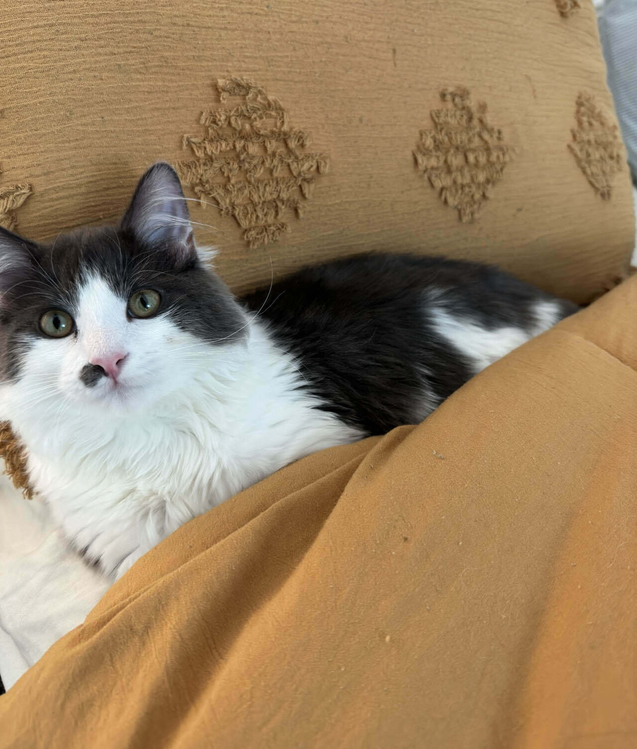 Lost my cat near snapdragon street, Milpitas, BAPS temple | Housing - Blind