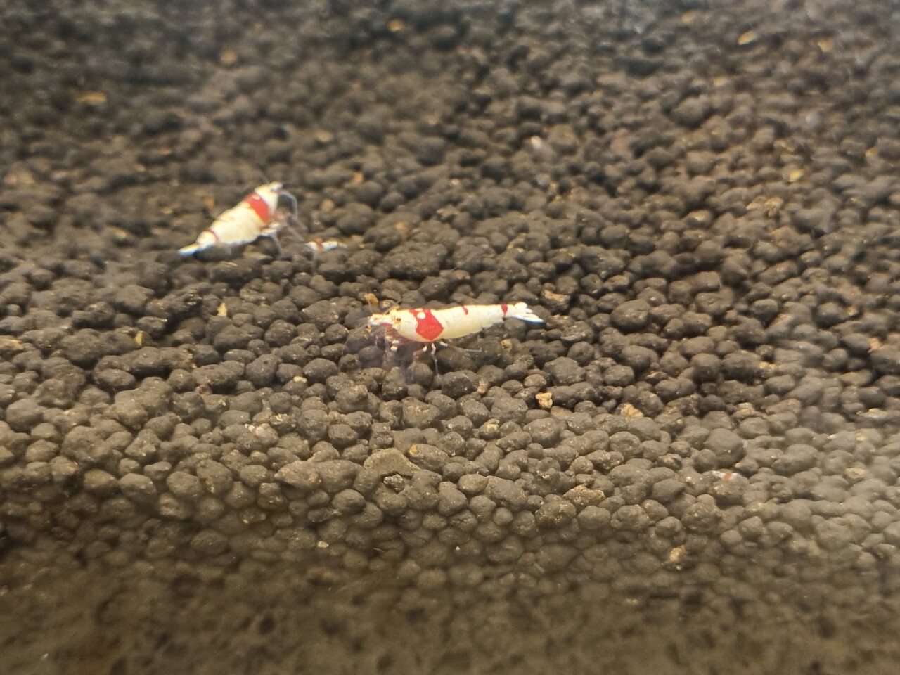 블라인드 | 반려동물: 새우 키우는 사람 있음?