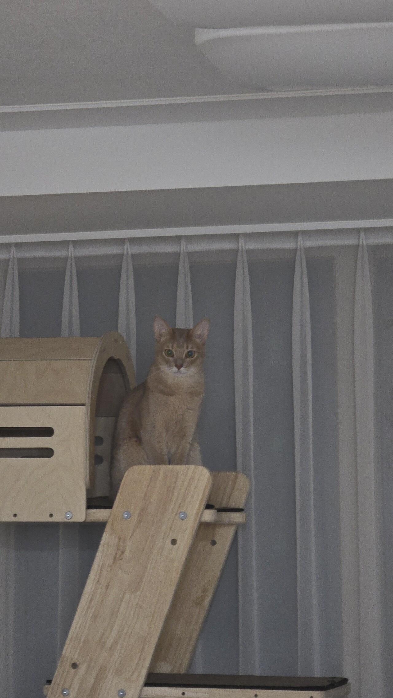 블라인드 | 반려동물: 고양이 fops 에 대해서요